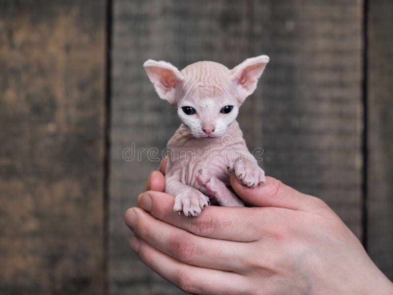 Small Bald Kitten in the Hands of a Man Stock Image - Image of feline ...