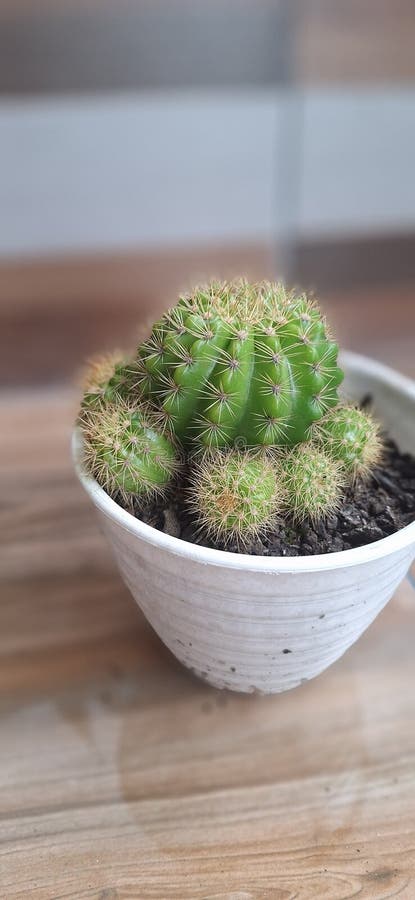 Small ball stock image. Image of graphic, group, play - 36350453