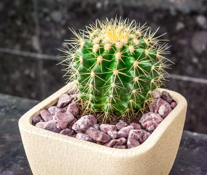 Small Ball of Cactus in White Square Pot Stock Photo - Image of spade ...