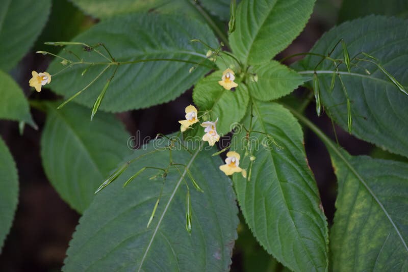 Small Balsam at the Edge of a Forest Stock Photo - Image of impatiens ...