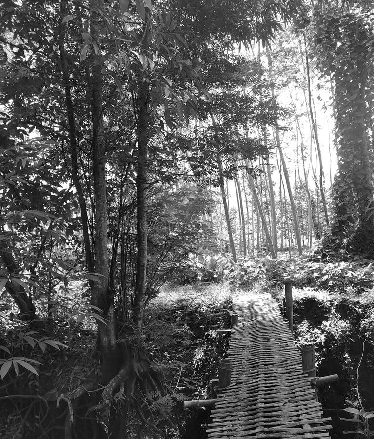 Small Bamboo Bridge in the Forest Stock Image - Image of leaf, white ...