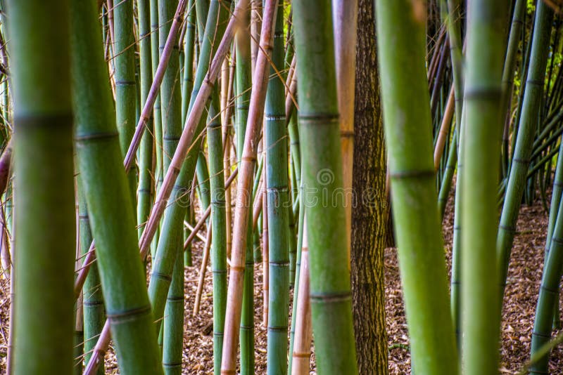 Small bamboo forest stock photo. Image of color, botanical - 181420014
