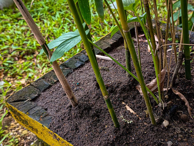 Small bamboo plant in pot stock image. Image of jungle - 350185285