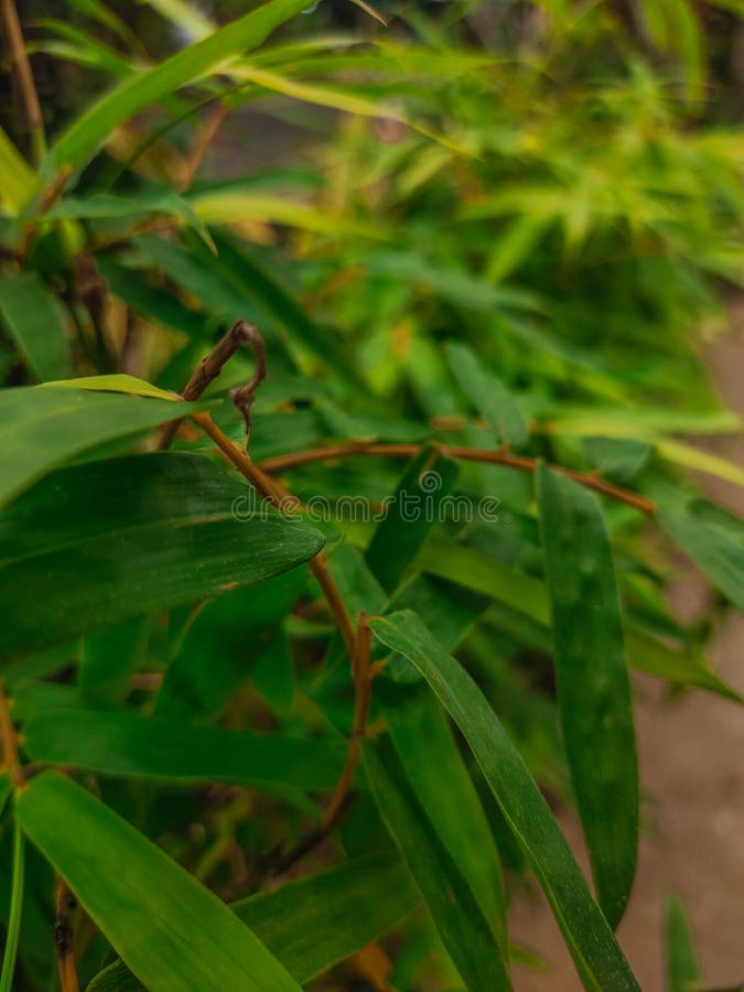 Small Bamboo Plant that is Very Good for Home Decoration Stock Image ...