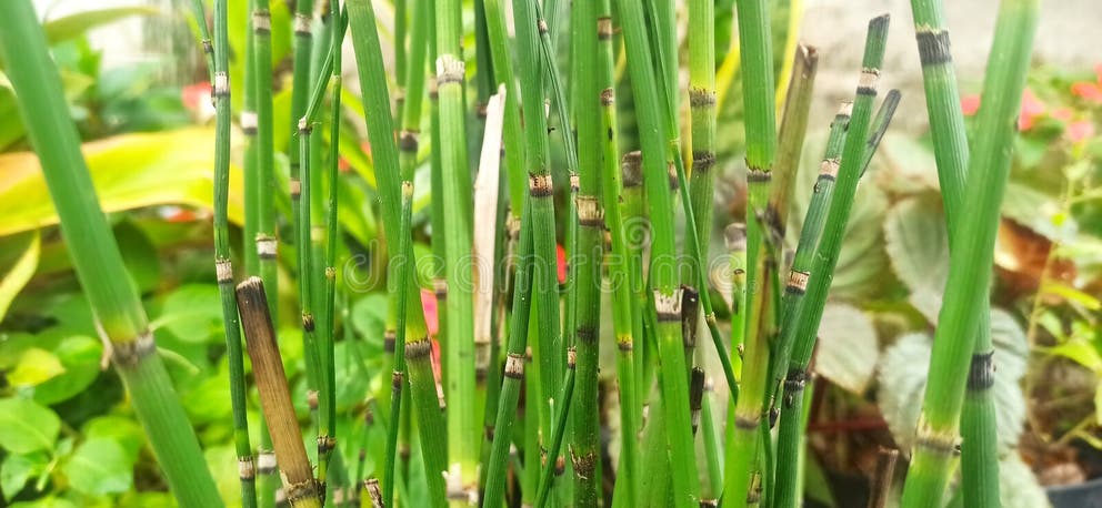 Small Bamboo Plant in the Yard Stock Image - Image of field, meadow ...