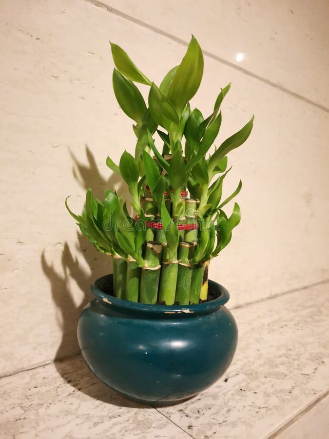 Small Bamboo Plants Decorate the Room Stock Image - Image of small ...