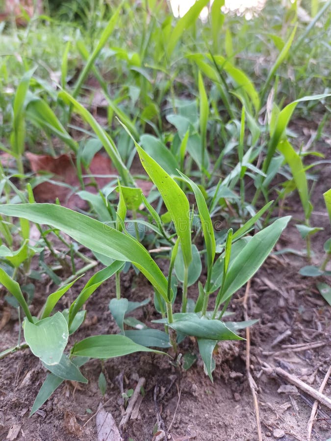 Small Bamboo Plants in Fields Stock Photo - Image of small, plants ...
