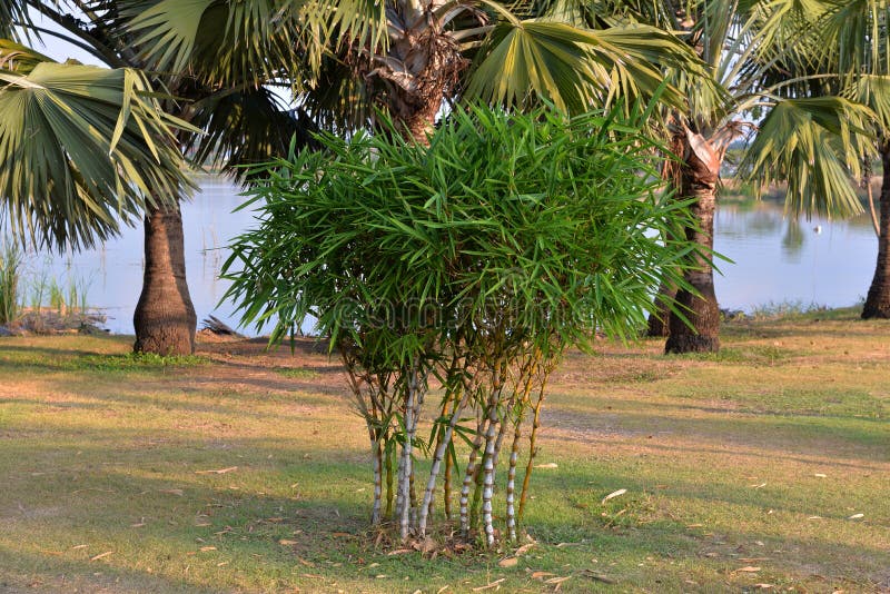 Bamboo shoots on ground stock photo. Image of garden - 57931220
