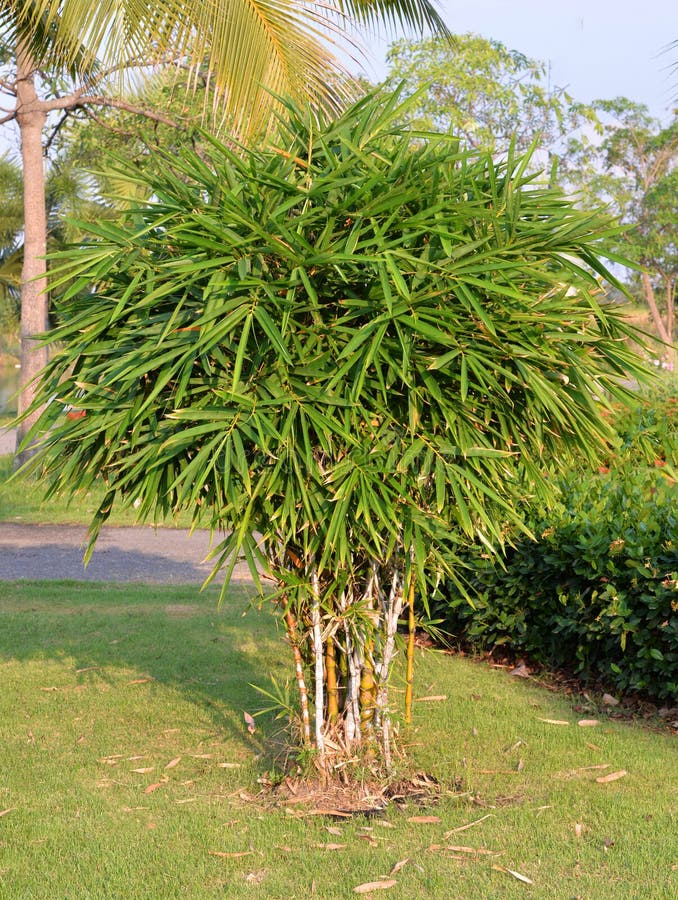 Small Bamboo stock image. Image of ornamental, biology - 66396585