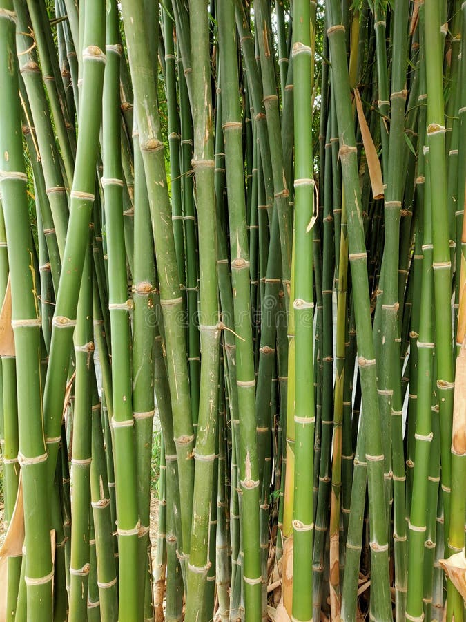 A Small Bamboo Tree Planted into a Fence Around the House. Stock Image ...