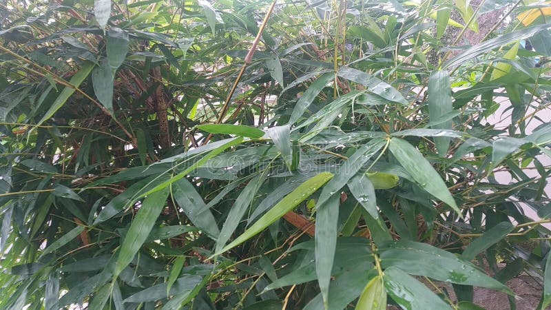 Small Bamboo Tree stock photo. Image of garden, bamboo - 262138510