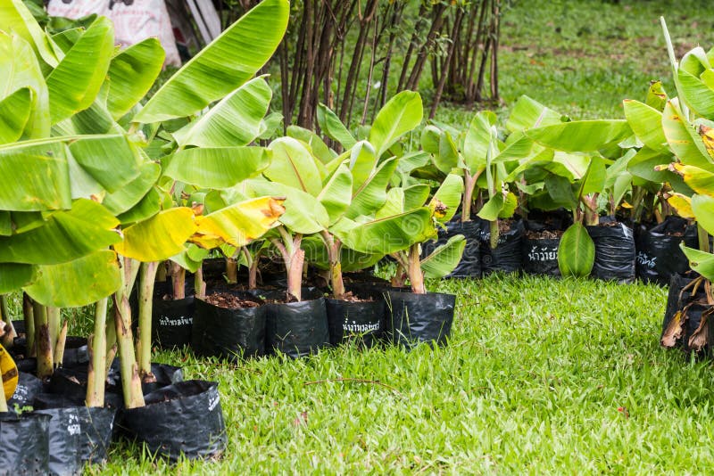 Small banana plant stock photo. Image of horizontal, floral - 59173998