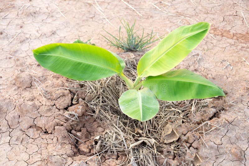 Small Banana Tree in the Farming Area Stock Image - Image of botanical ...