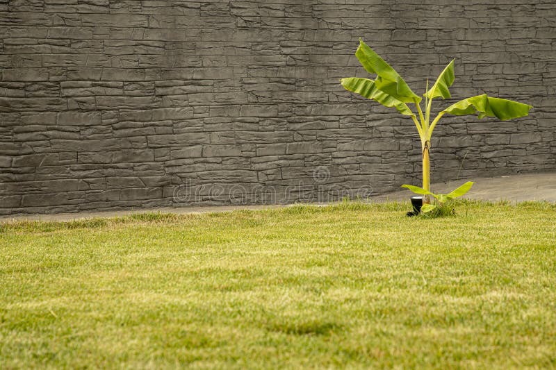 Small Banana Tree Growing in the Lawn of the House, Decoration Details ...