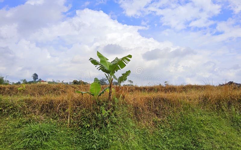 A Small Banana Tree that Grows in the Fields. Stock Image - Image of ...