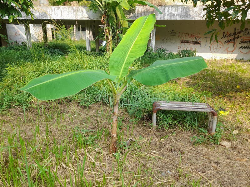 A Small Banana Tree Grows in Front of an Old Building Stock Photo ...