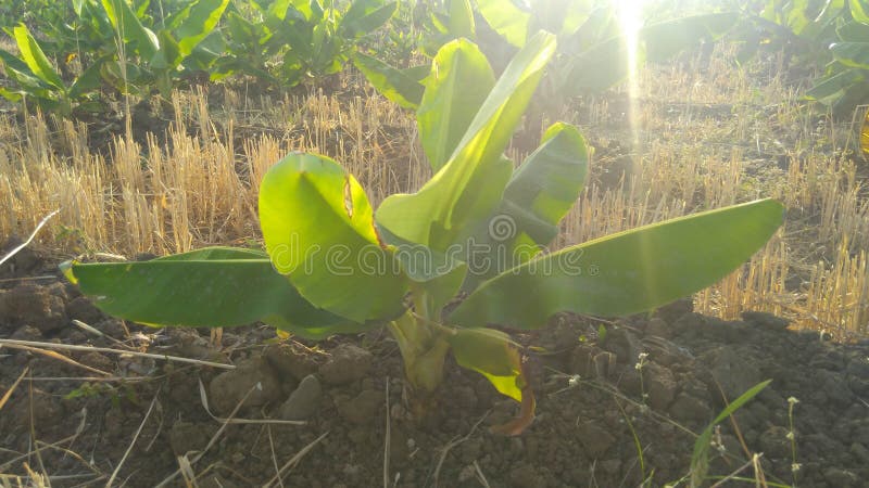 Small Banana tree stock photo. Image of agriculture - 179964622