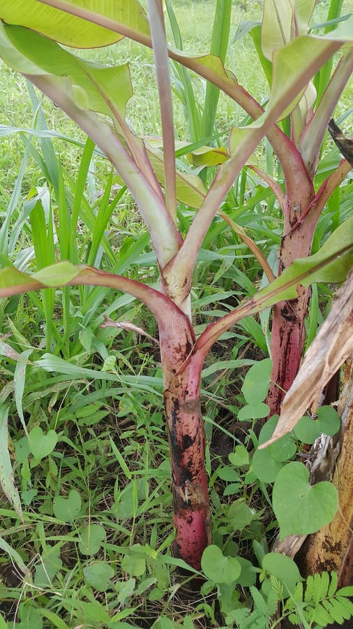 Small Banana Tree in the Rice Field Stock Photo - Image of banana, tree ...