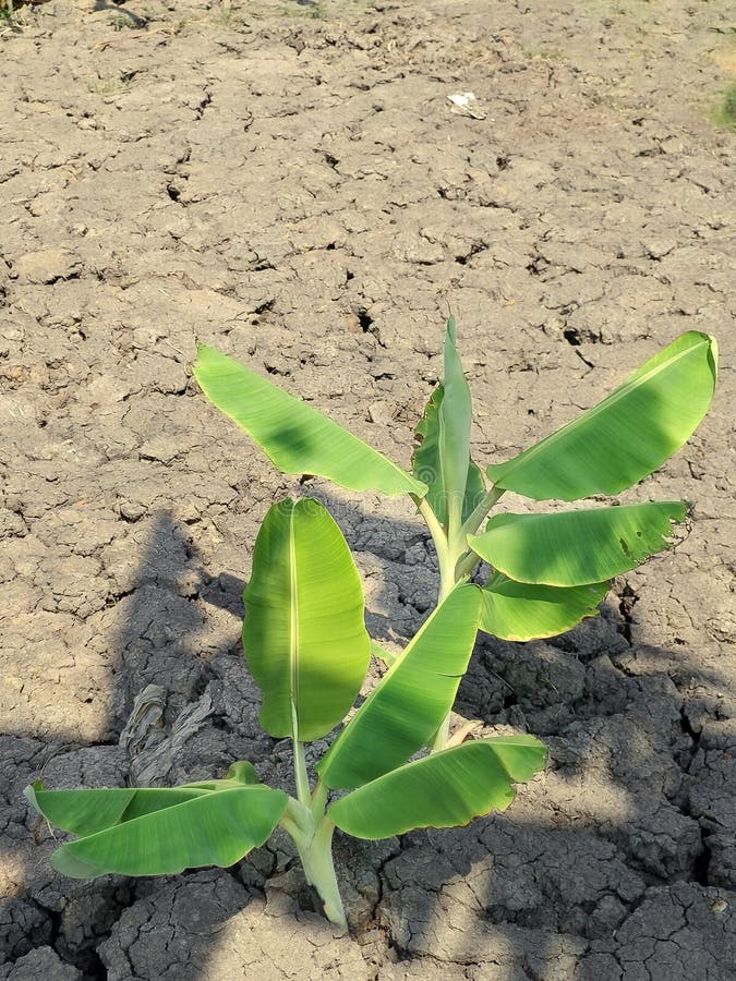 Banana Tree Saplings Growing beside the Ground Stock Photo - Image of ...