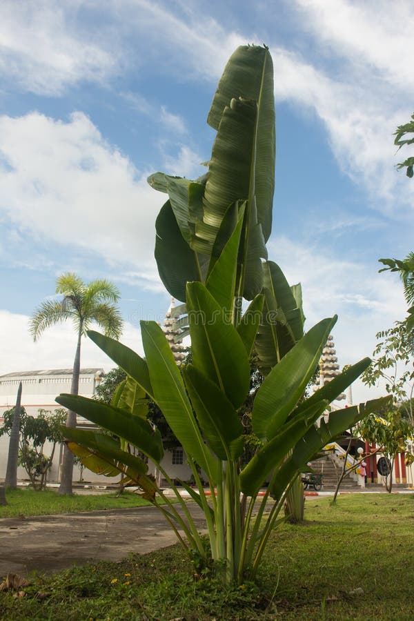 Small banana tree stock image. Image of frame, agriculture - 109878725