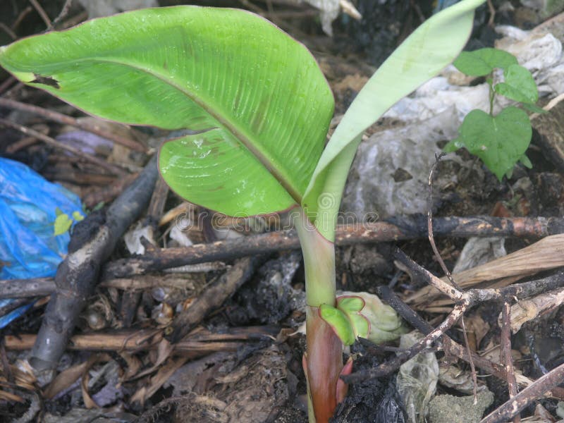 SMALL BANANA TREE stock photo. Image of plan, fertile - 55790228