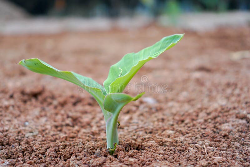 The Small Banana Tree that Was Born Stock Photo - Image of cartoon ...