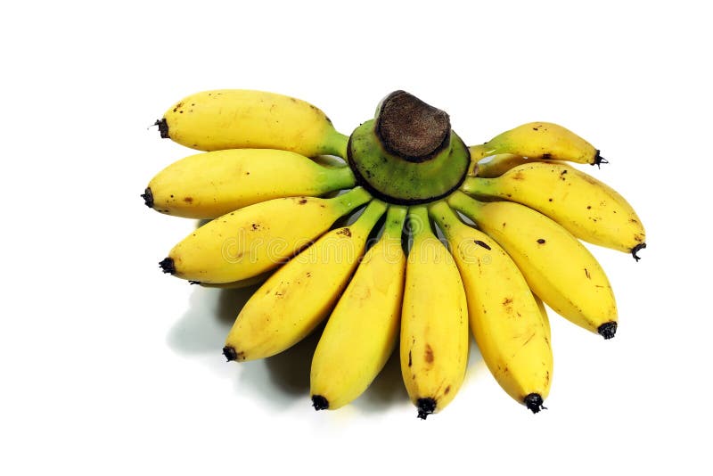 Small bananas 1 stock photo. Image of fruit, sweet, ingredient - 43102222