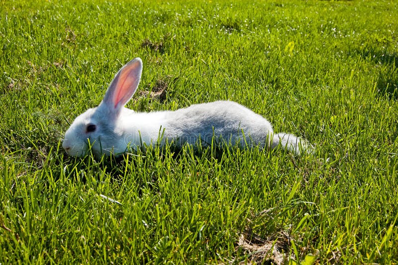 Small banny stock image. Image of rabbit, domestic, close - 20228201