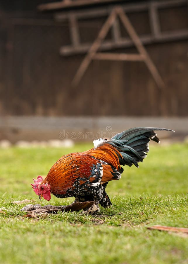 Small Bantam Chicken Rooster with Bright Red Comb and Green Tail ...