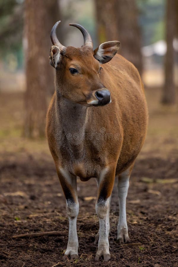 Small Banteng Standing in a Clearing of Mud Stock Image - Image of ...