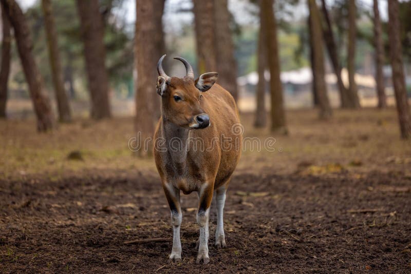 Small Banteng Standing in a Clearing of Mud Stock Photo - Image of ...
