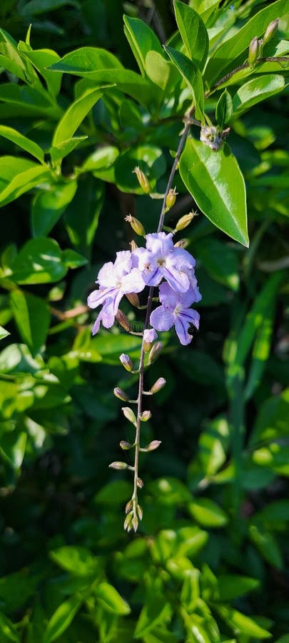 Small Banyan Tree Flower Blooming Stock Photo - Image of meadow, nature ...