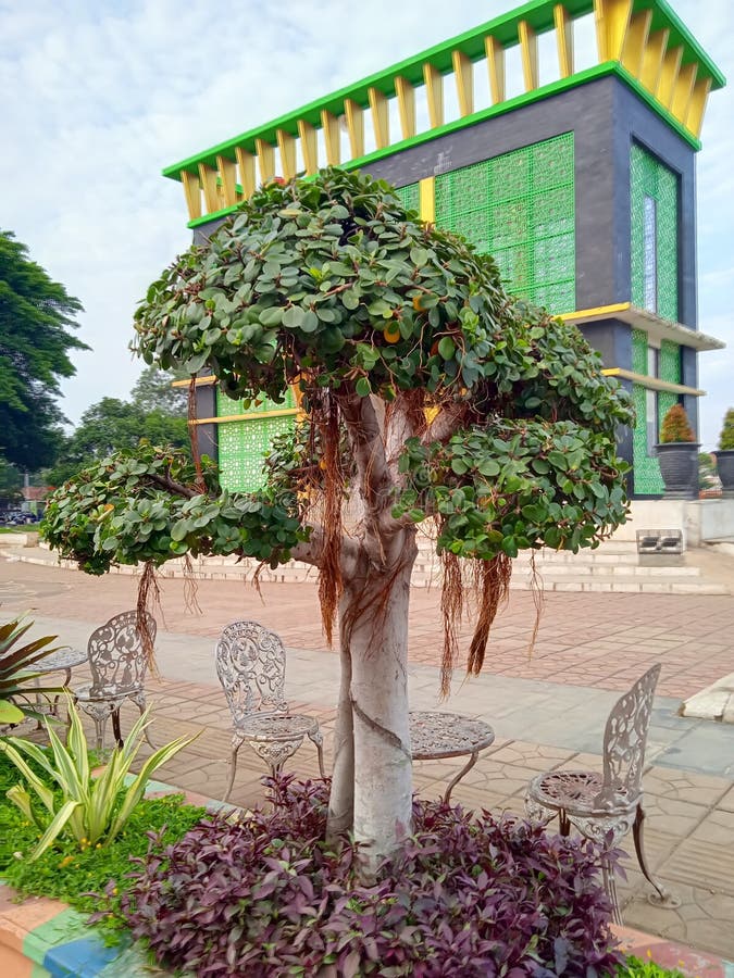 A Small Banyan Tree on a Sunny Morning Stock Photo - Image of banyan ...