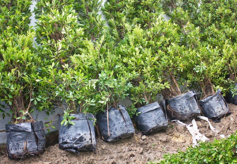 Small Banyan Trees. stock photo. Image of trees, banyan - 62575100