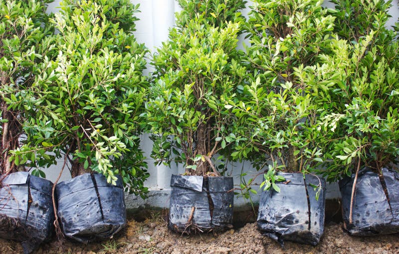 Small Banyan Trees. stock photo. Image of trees, banyan - 62575100