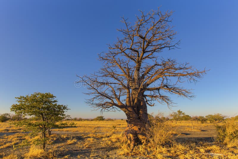 Small Baobab tree stock image. Image of bush, adansonia - 129986249