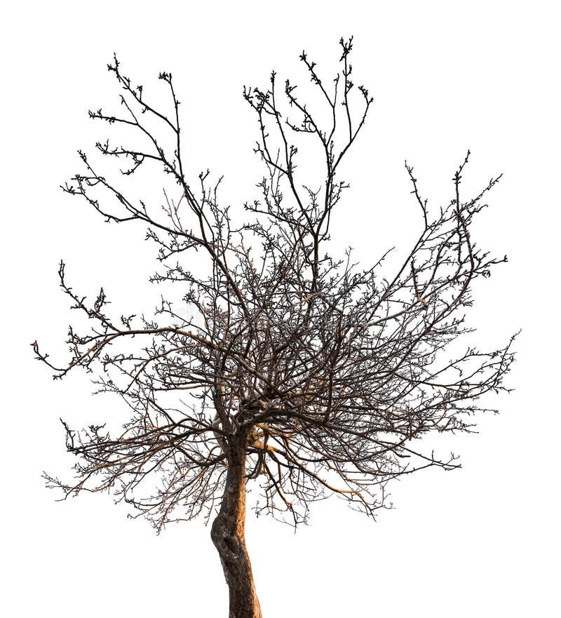 Small Bare Tree with Dense Branches Stock Photo - Image of seasonal ...