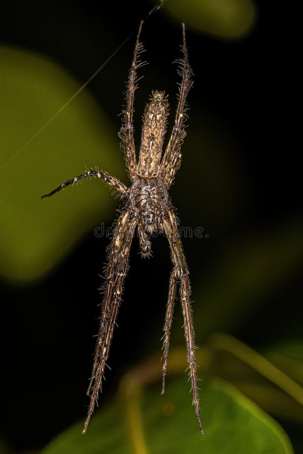 Small Bark Hunter Spider stock image. Image of spiders - 263481911