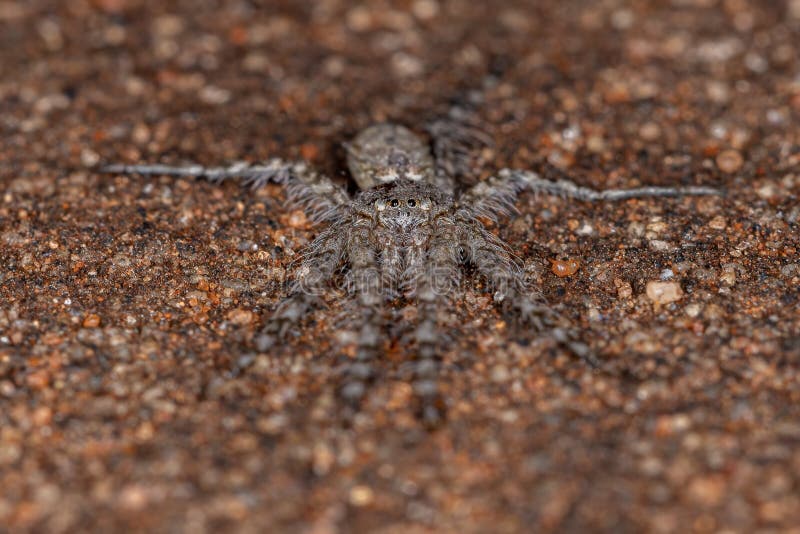 Small Bark Hunter stock image. Image of bark, brown - 227438639