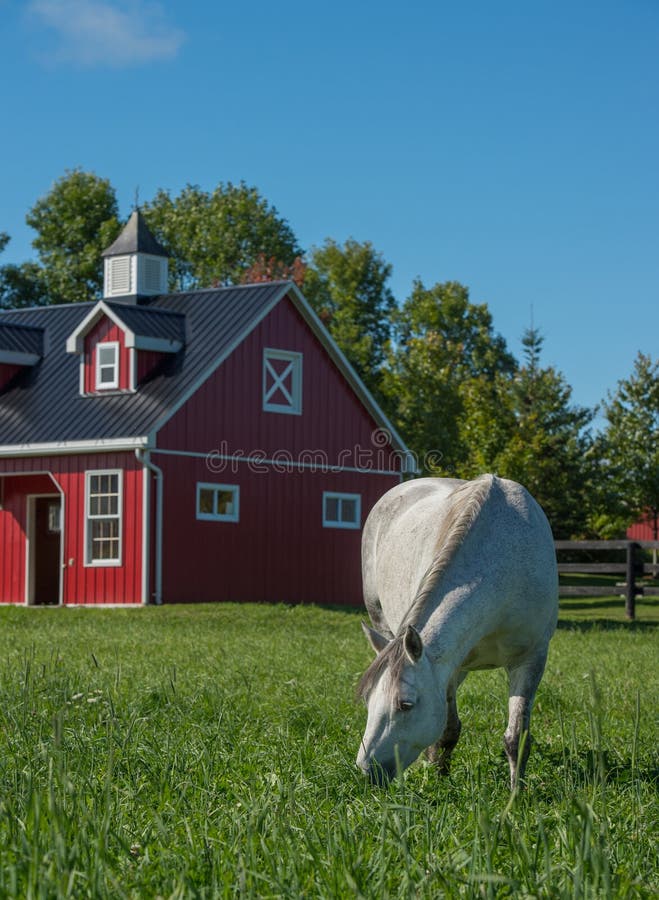 Large Grey White Connemara Bred Horse Grazing or Standing in Pasture ...