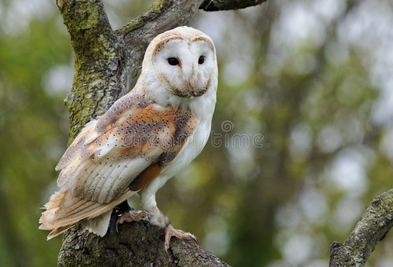Small Barn Owl Perched in a Tree Staring Ahead Stock Image - Image of ...
