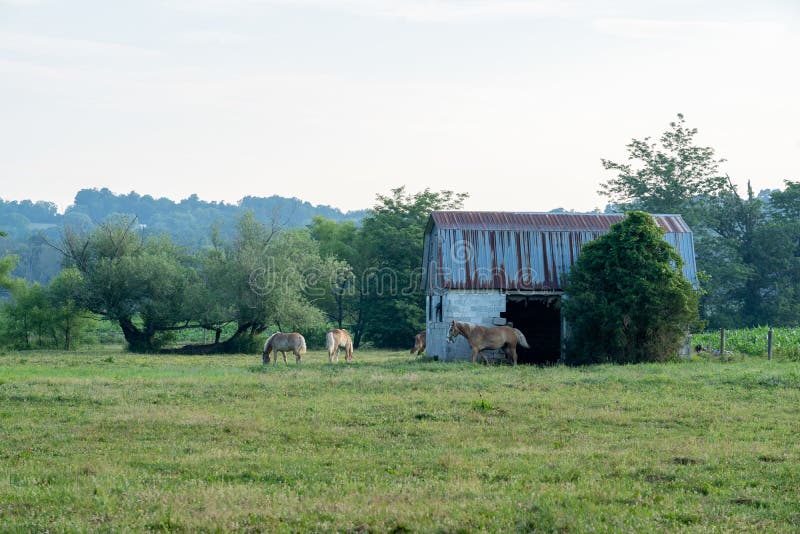 Small Barn and Some Horses on a Pasture in the Countryside Stock Photo ...