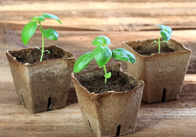 Young Basil Seedlings in Pots Stock Image - Image of leaf, gardening ...