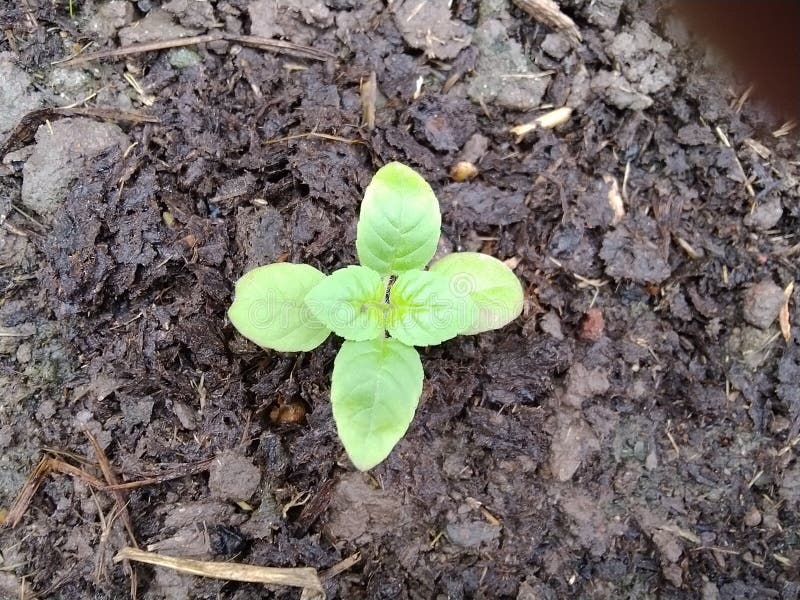 A Small Basil Grow in Container Stock Photo - Image of yellow ...