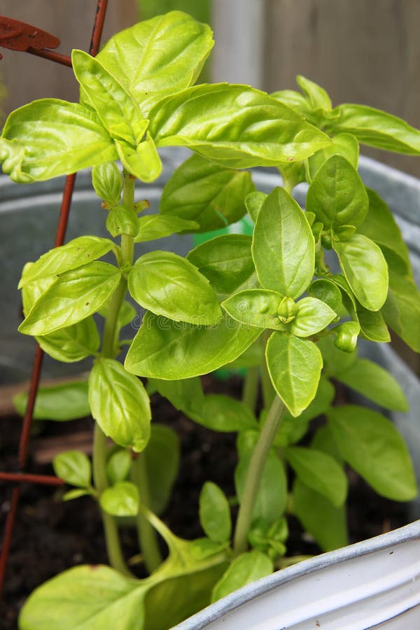 Small Basil plant stock image. Image of vegetable, aroma - 74211577