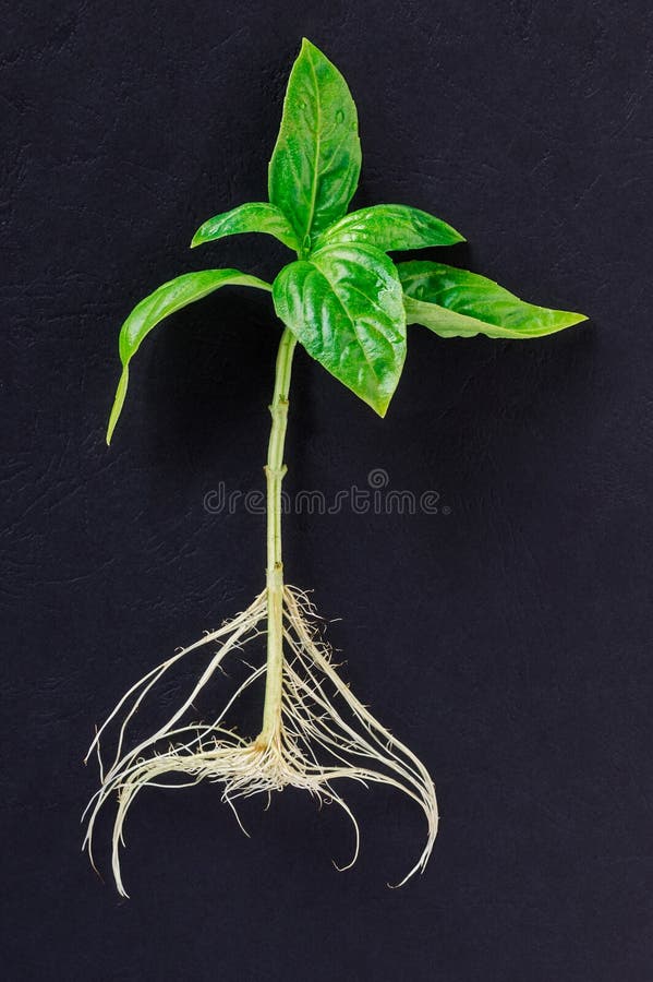 Small Basil Plant with Roots Stock Photo - Image of herb, texture: 77484798