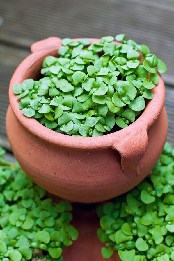 Small Basil Plants Growing in Pot Stock Photo - Image of growing, herb ...