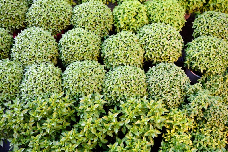 Small Basil Plants stock image. Image of growing, pots - 74327953