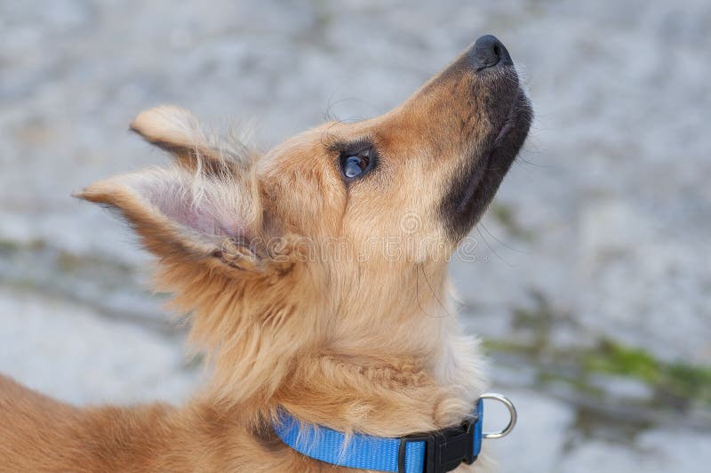 Basque Shepherd Dog Portrait Stock Image - Image of domestic, young ...