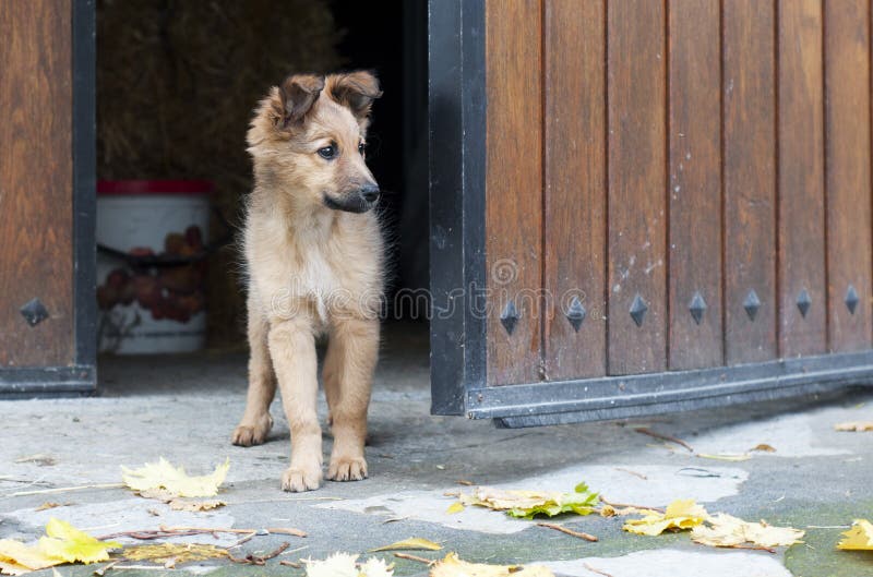 Are Basque Shepherds Happiest
